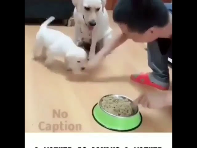 Jefe y bebé jefe | Jefe Jefe