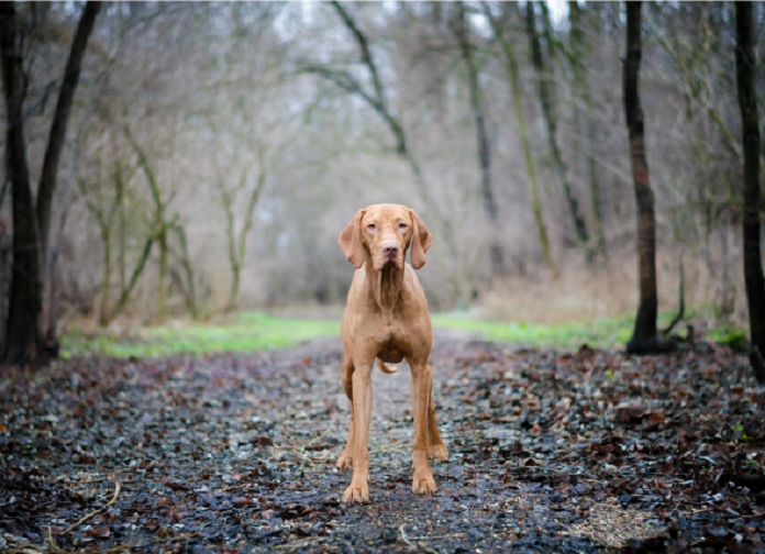 Problèmes de rythme cardiaque (fibrillation auriculaire et flutter ...