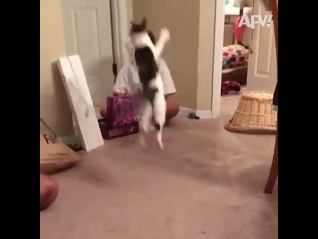 Super gato ... | Jefe Jefe