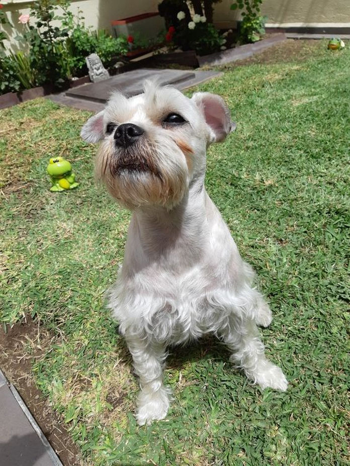 Mối duyên giữa Pug và các giống chó khác liệu có phải là thảm họa ...